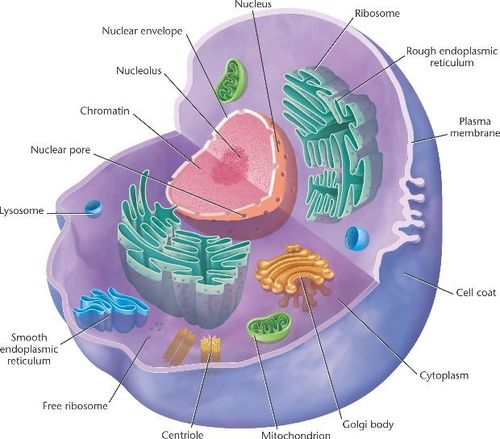 Chapter 7 Cell Structure And Transport Review Quiz Quizizz chapter-7-cell-structure-and-transport-review-quiz-quizizz